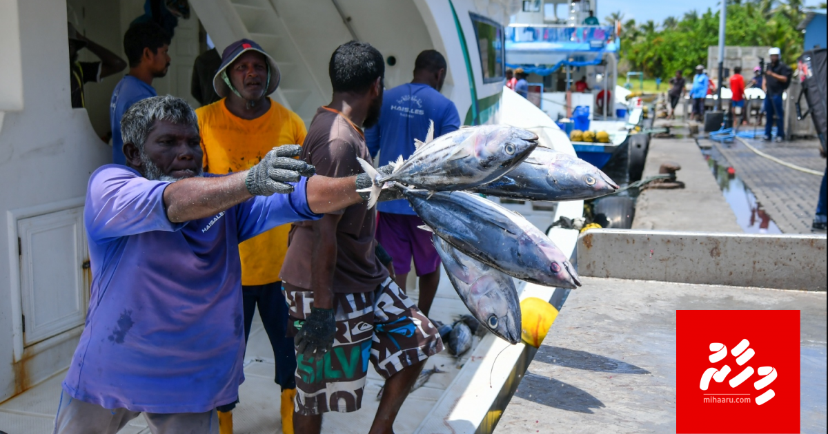 Olhun bolhun: baanaa mahah, nulibey faisaa in agu dhinun | Mihaaru