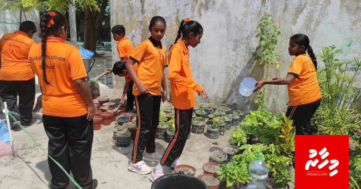 Bodufolhadhoo dharivarun rodha ah thayyaaru; Hehdhee copee aai lettuce ...